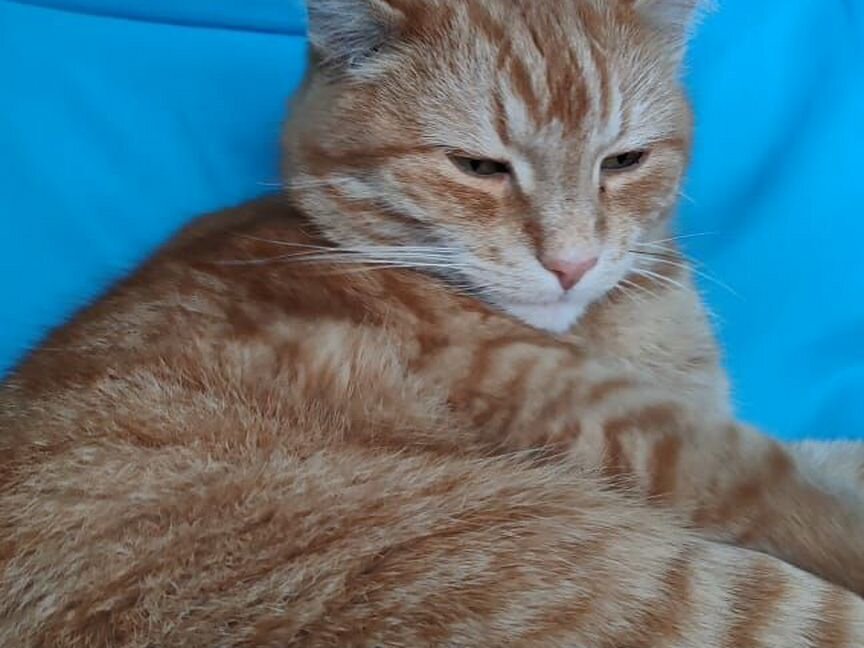 Кот в добрые руки