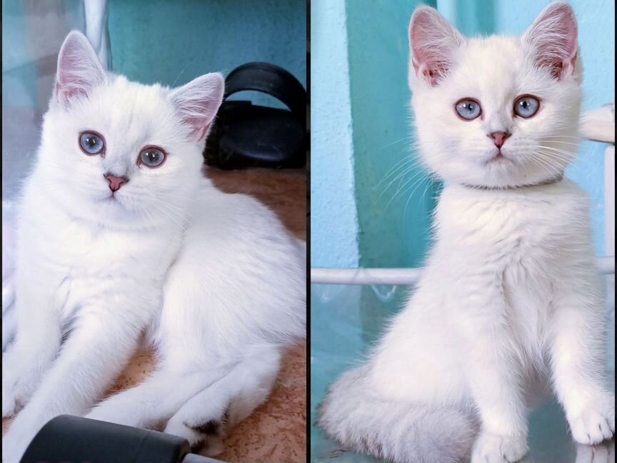 Британская кошка