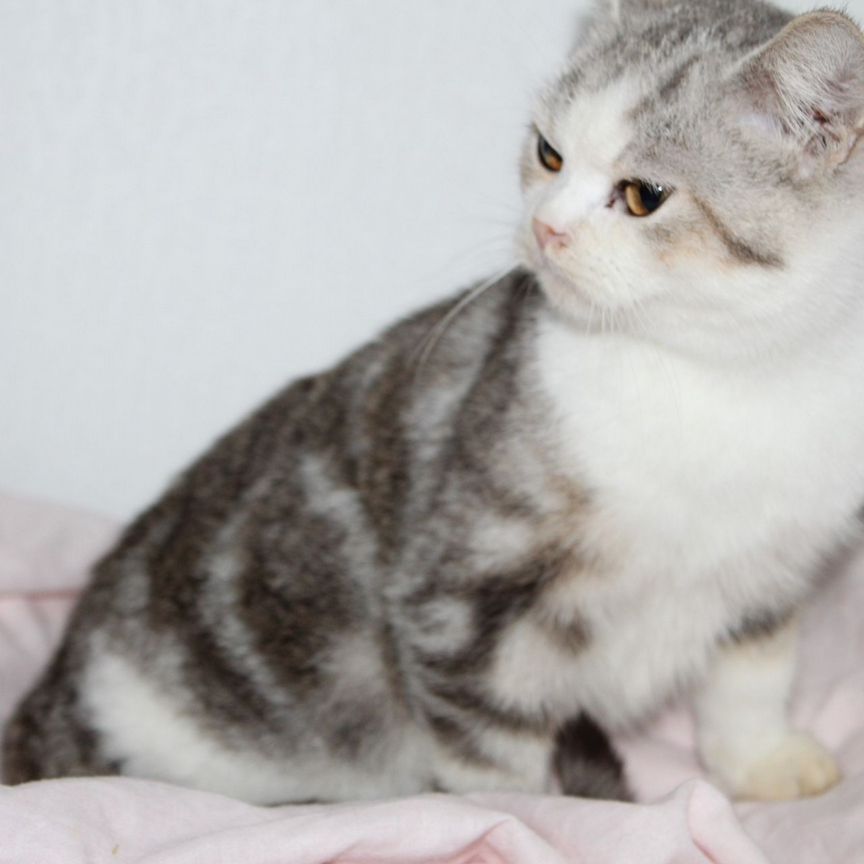 Британские котята Вискас