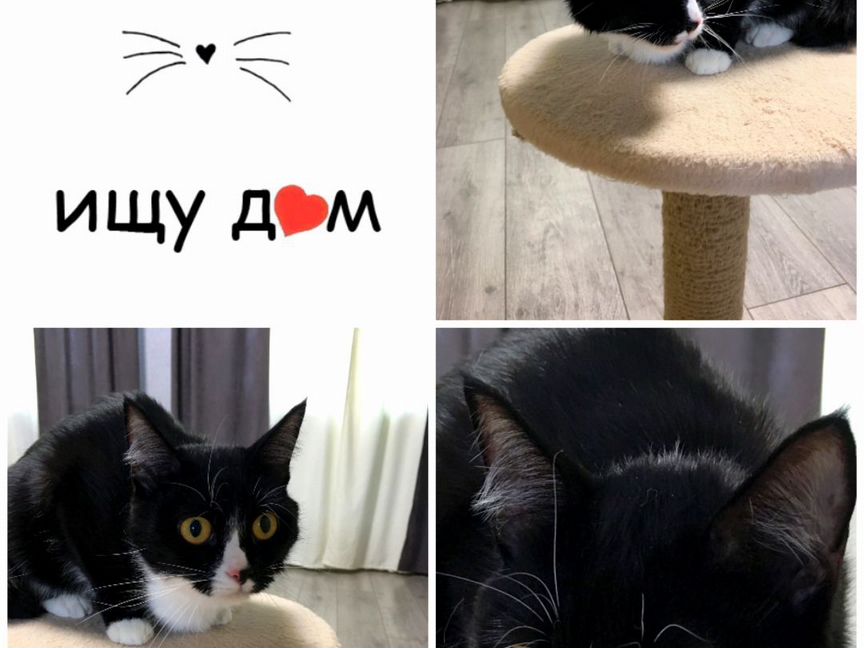 Кошка грустная Масяня ищет семью