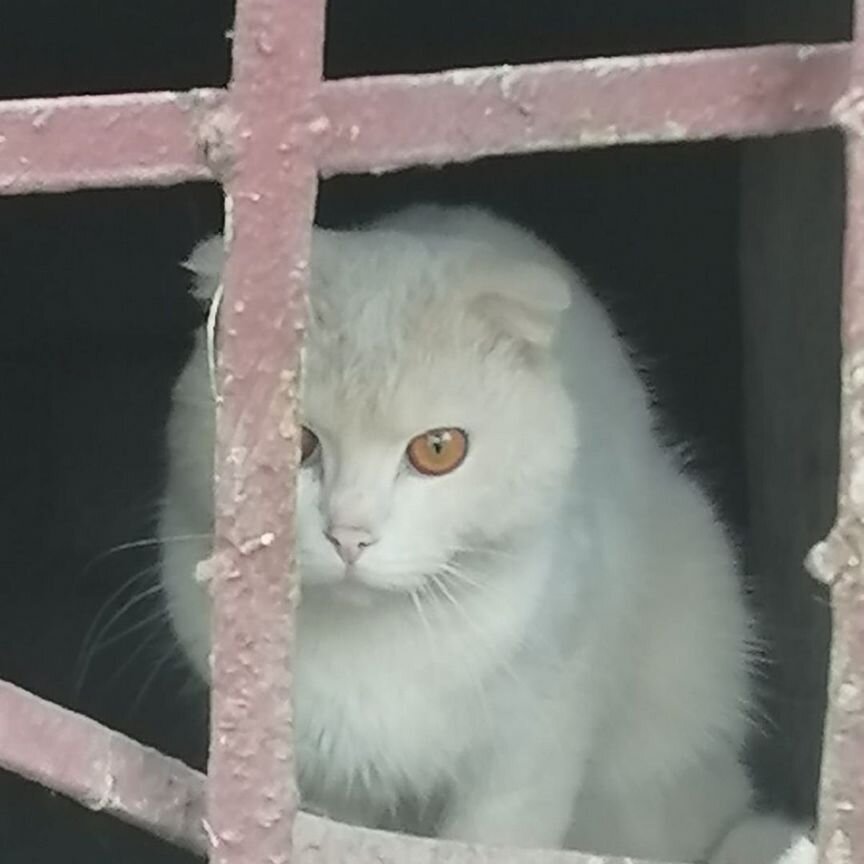 Кот в дубрые ручки