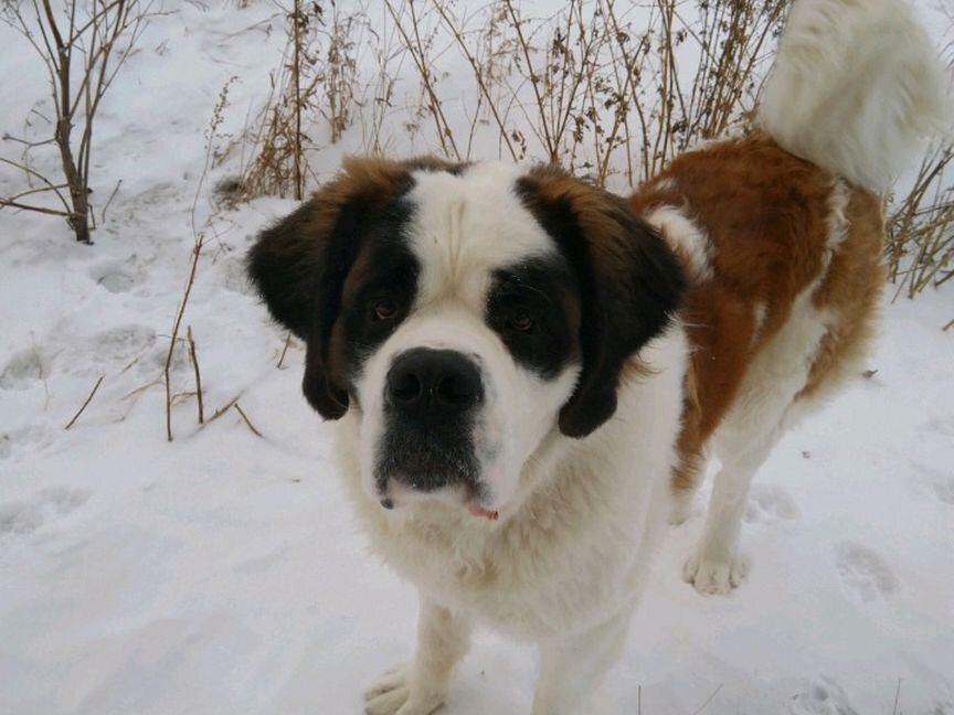 Сенбернар вязка