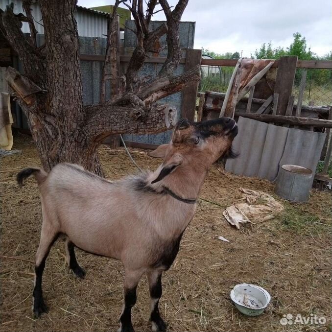 Козёл альпийский