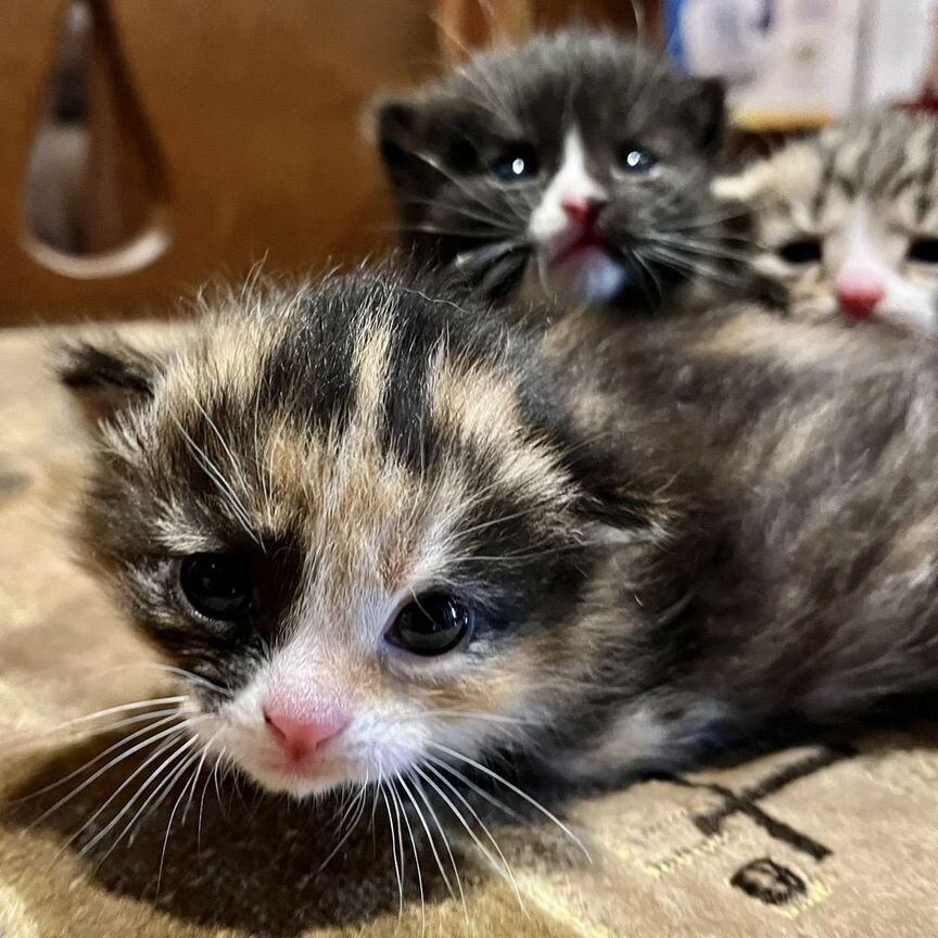 Котята в добрые руки