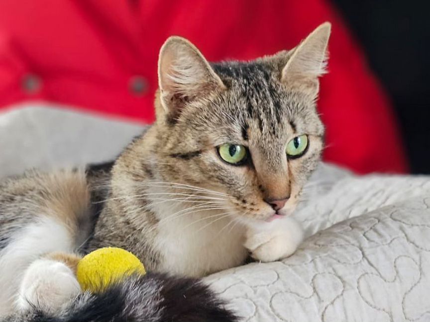 Кошечка в добрые руки