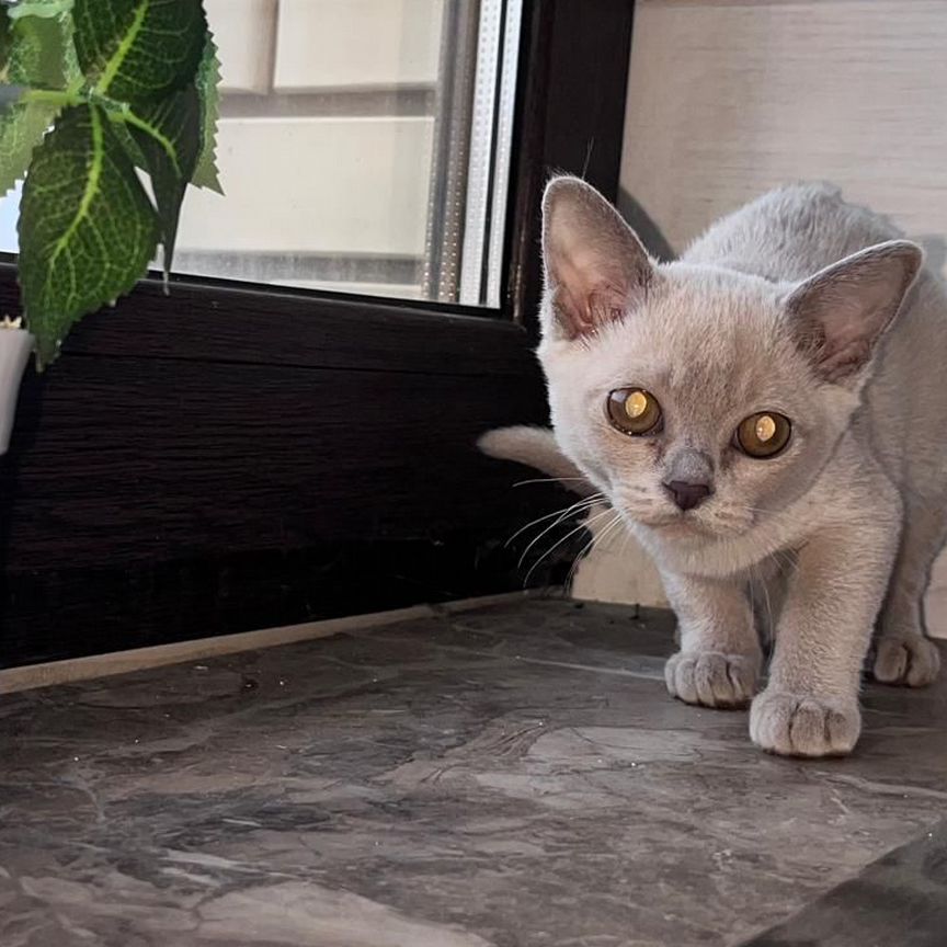 Бурманская лиловая