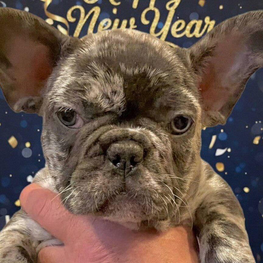 Французский бульдог, щенок