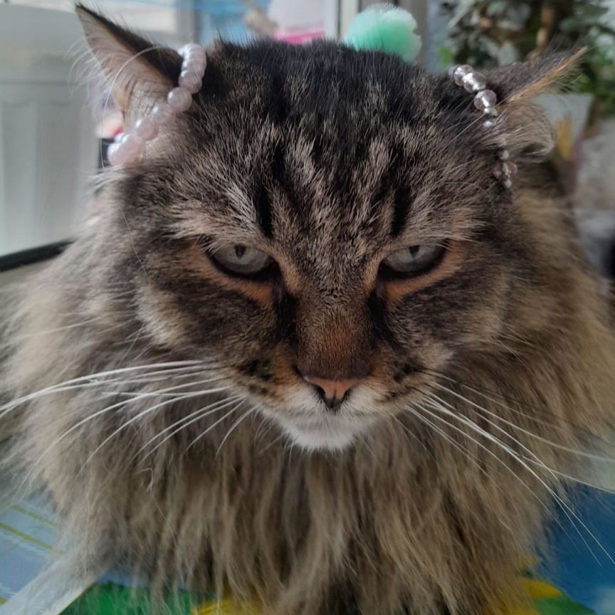 Взрослый кот в добрые руки