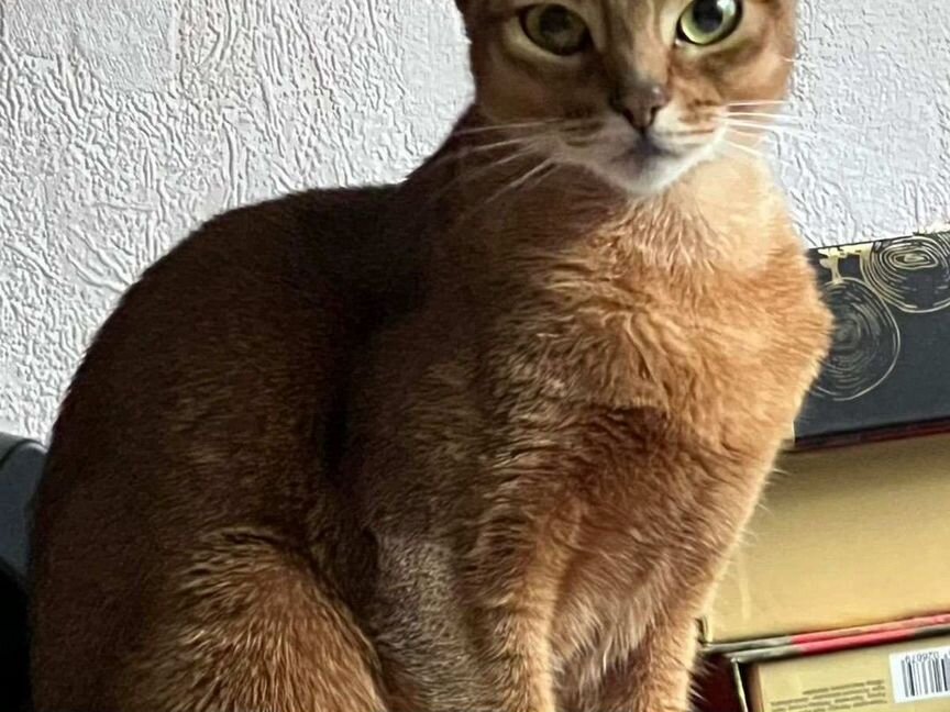 Абиссинская кошечка ищет жениха