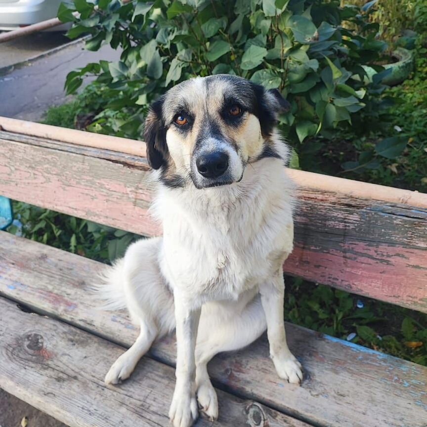 Собака в добрые руки