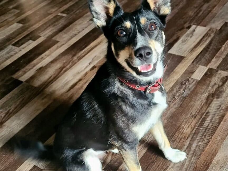 Чистокровный двортерьер Собака