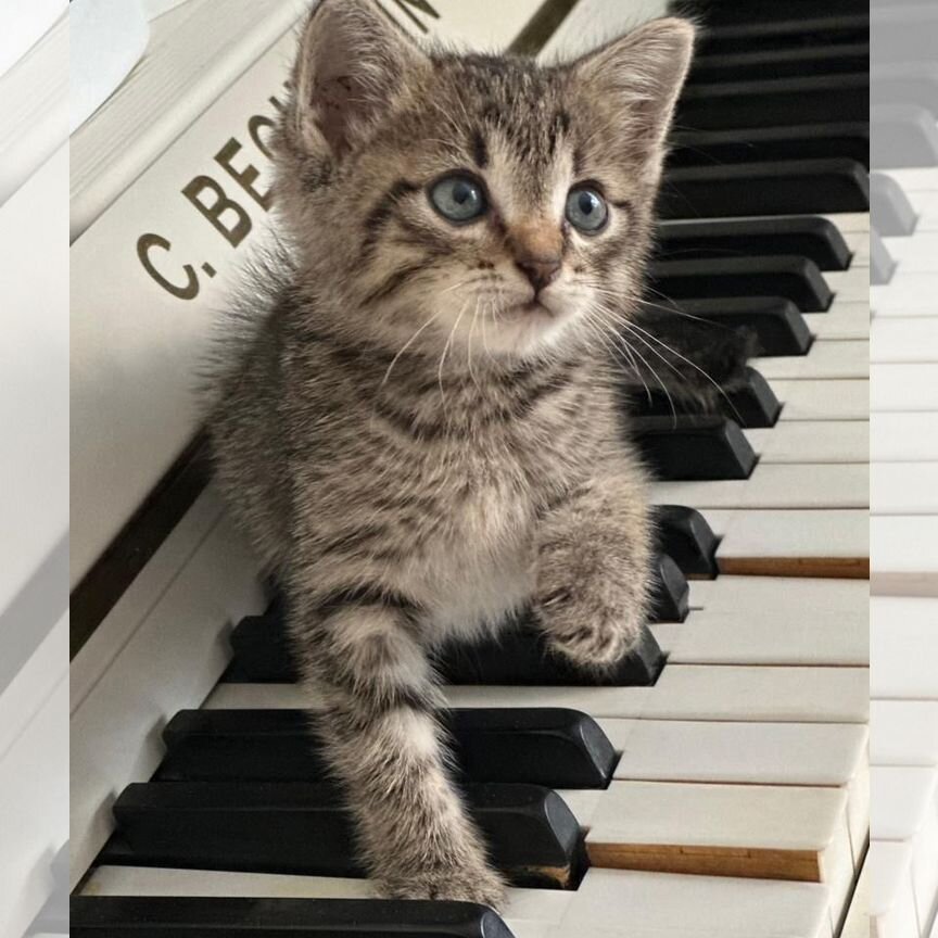 Котенок ищет любящего хозяина