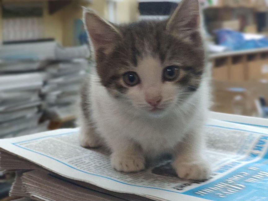 Котята отдам в добрые руки бесплатно
