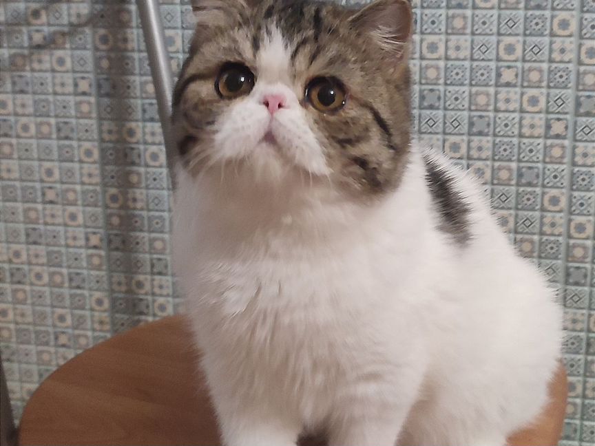 Красавчик Цезарь