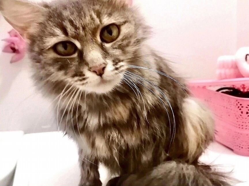 Кошка с грустными глазами