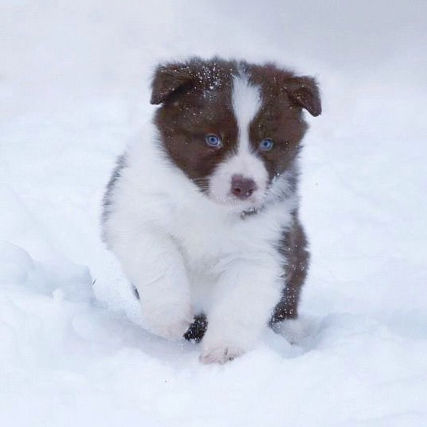 Бордер колли шоколадный мальчик