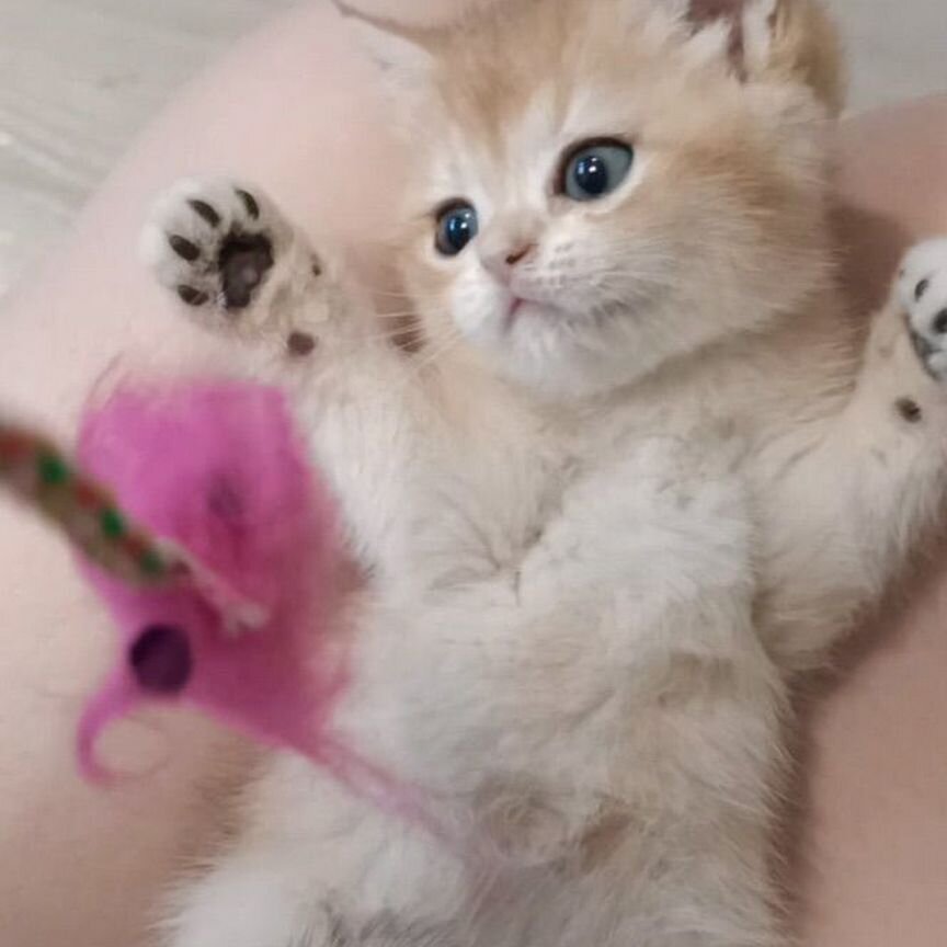 Котята Золотая Шиншилла