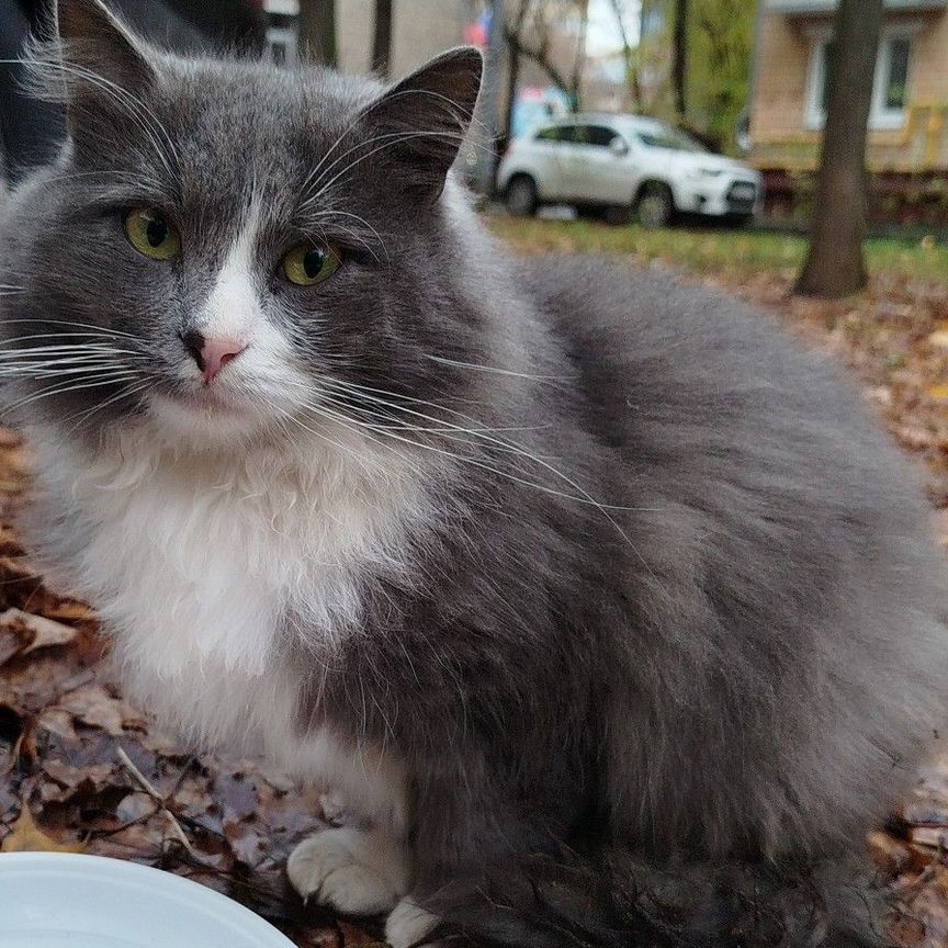 Котёнок в добрые руки