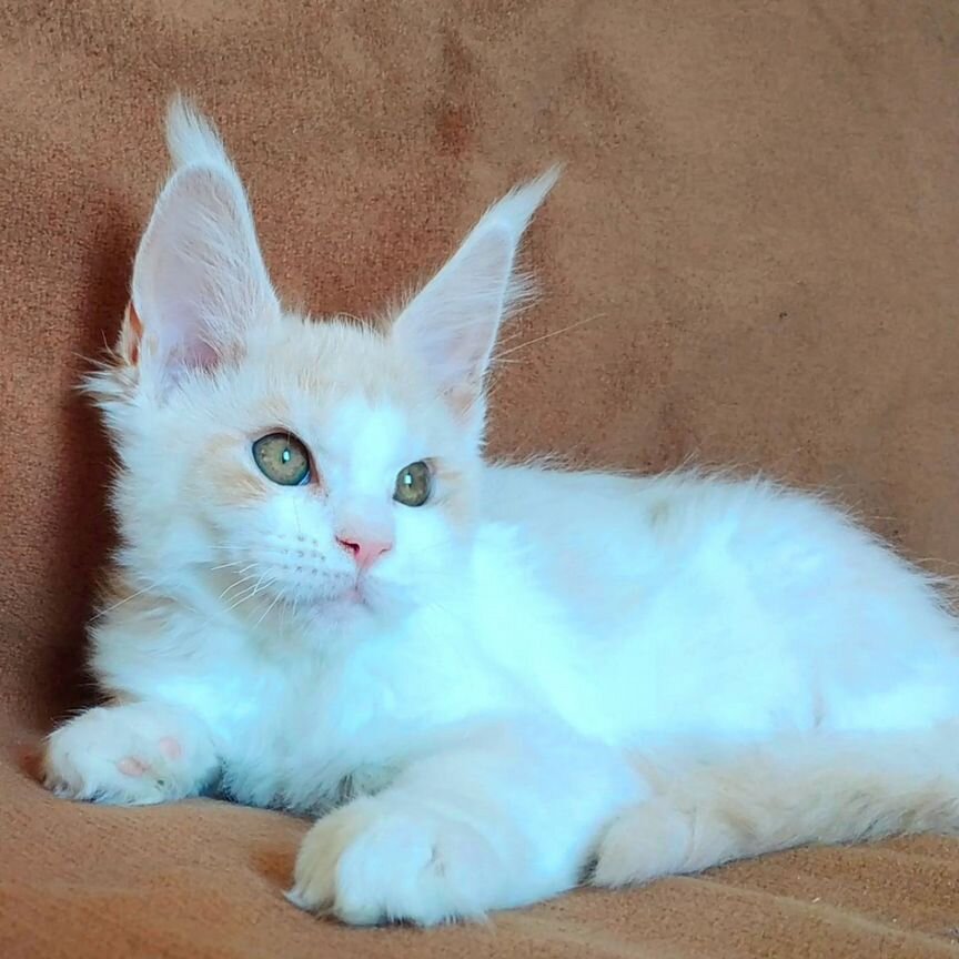 Котята мейн-кун