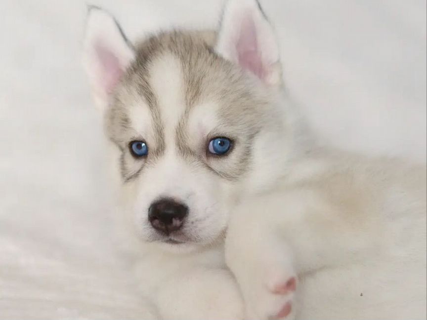 Щенок хаски