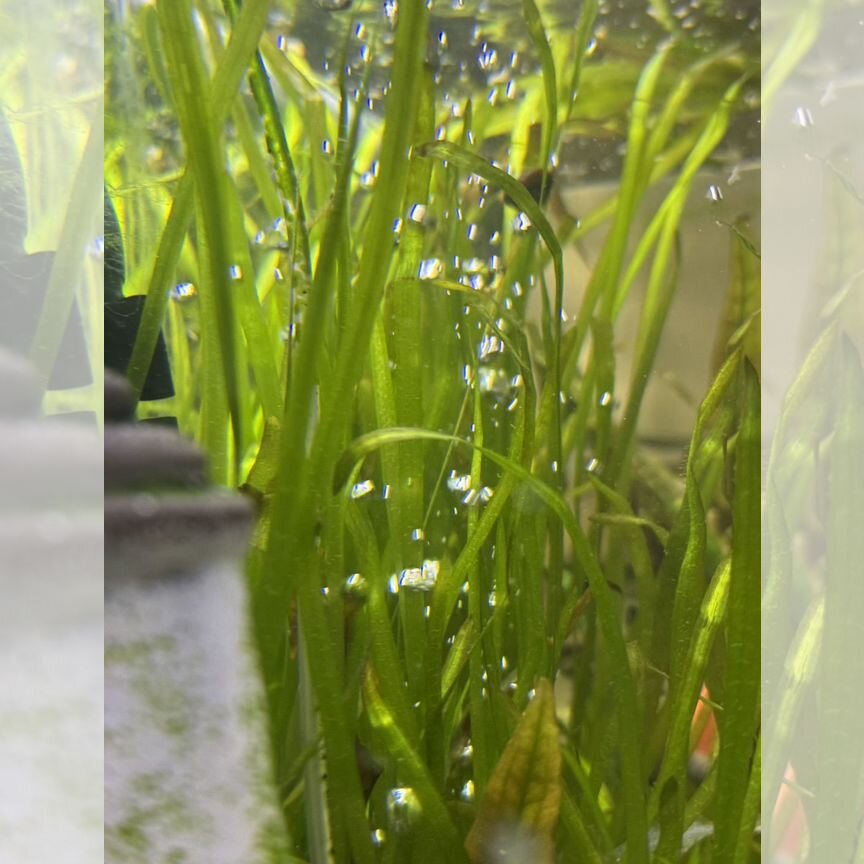 Аквариумное растение