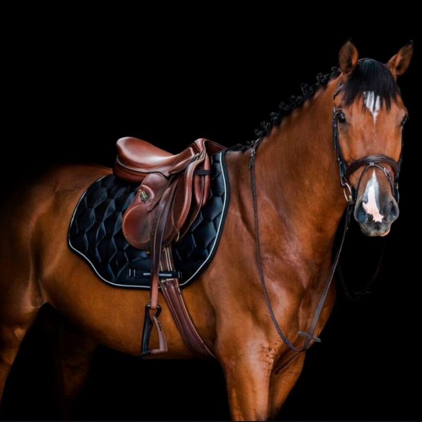 Конная амуниция, комплект