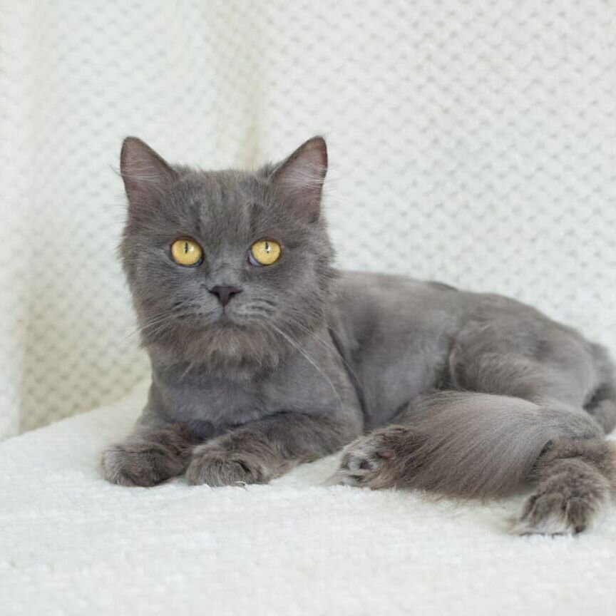 Спасти Женеву