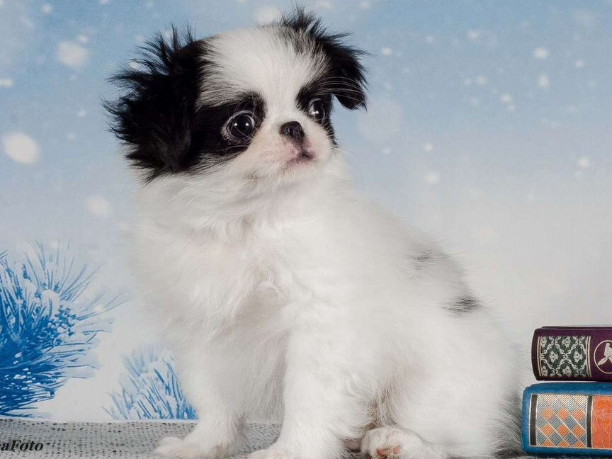 Японский хин мальчишка