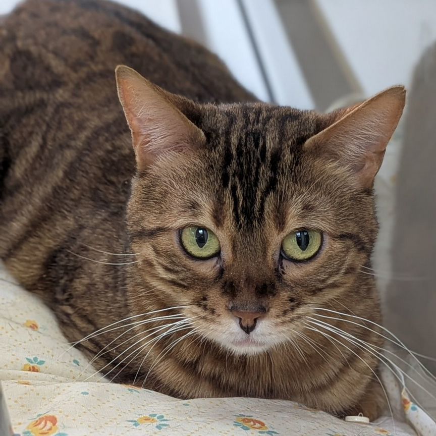 Взрослая, кошка в добрые руки