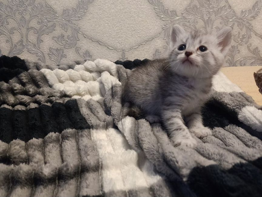 Котята породы Вискас