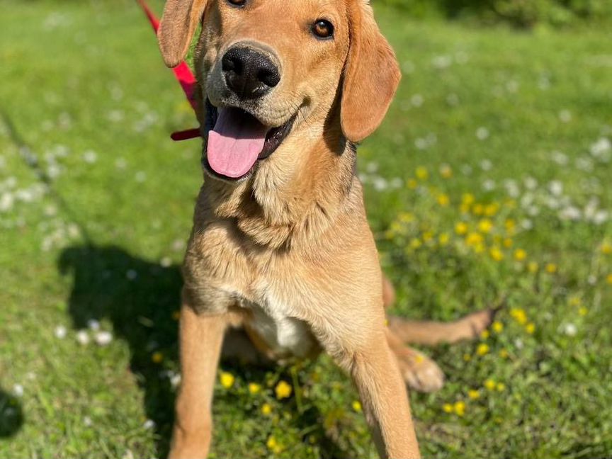 Собака в добрые руки