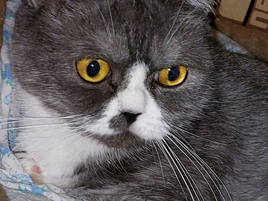 Экзотическая Эшли брошенная хозяевами