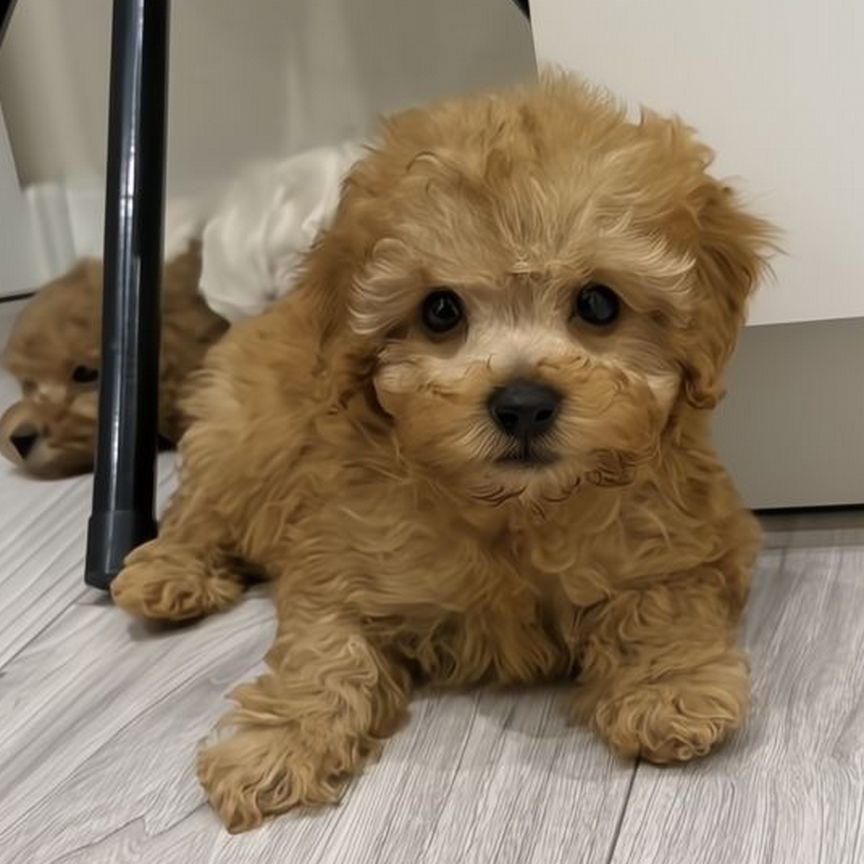 Той-пудель, щенок