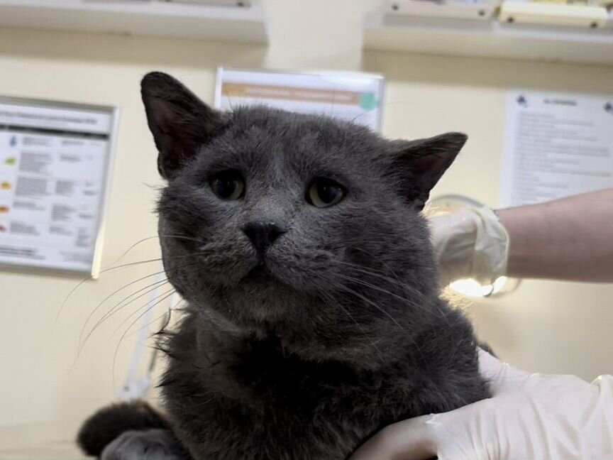 Лёня- кот с грусным взглядом