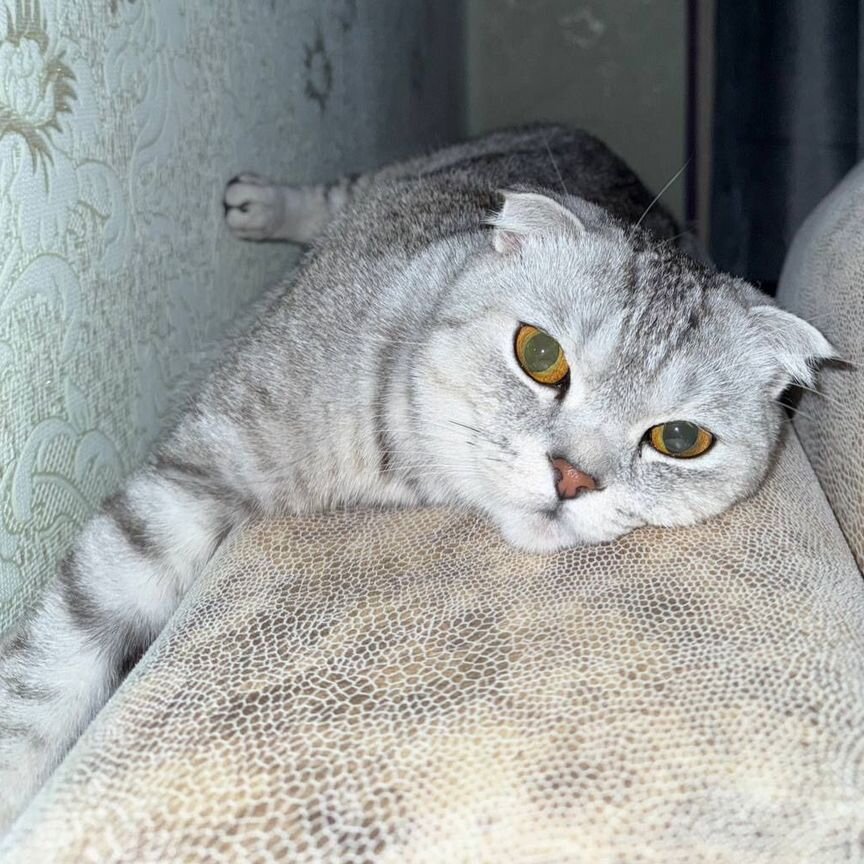 Шотландская кошка