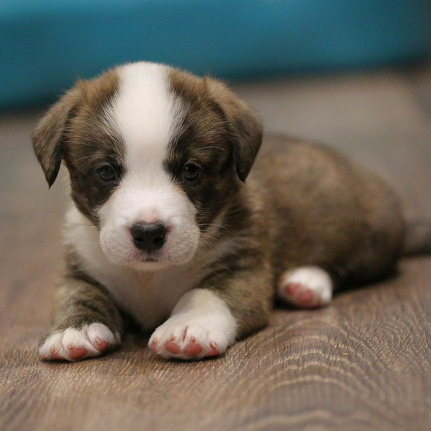 Вельш-корги кардиган