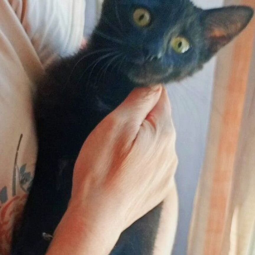 Черный котенок в добрые руки