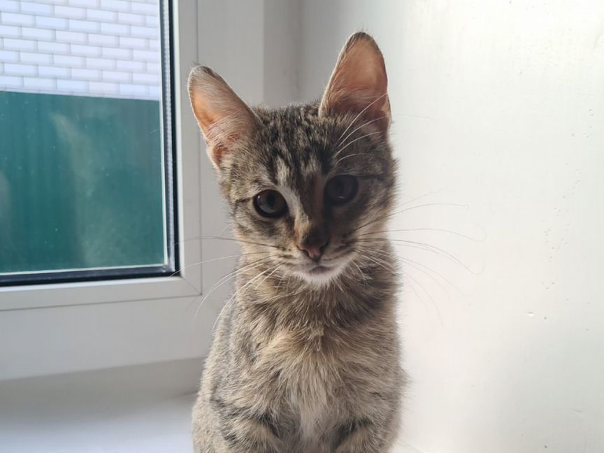 Котята в добрые руки бесплатно