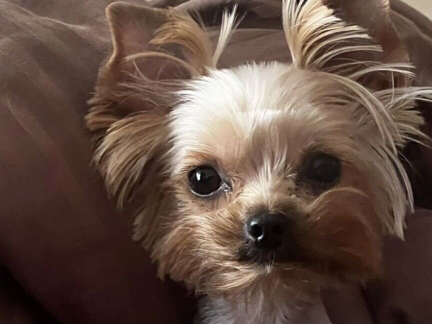 Вязка без обязательств )