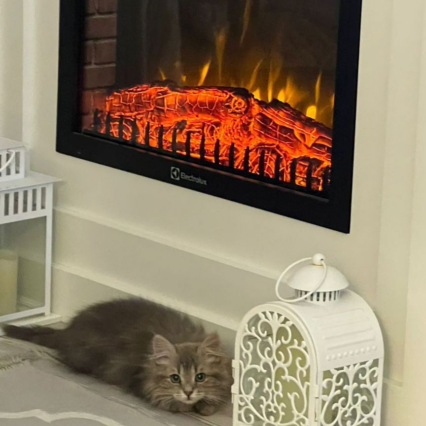 Котенок