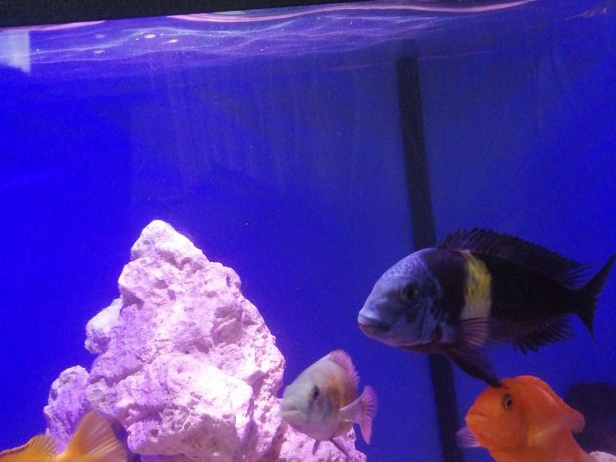 Трофеус дубоиси