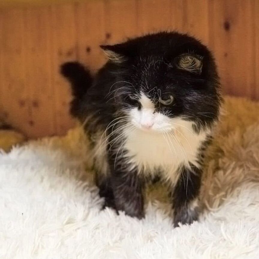 Кот старенький бесплатно