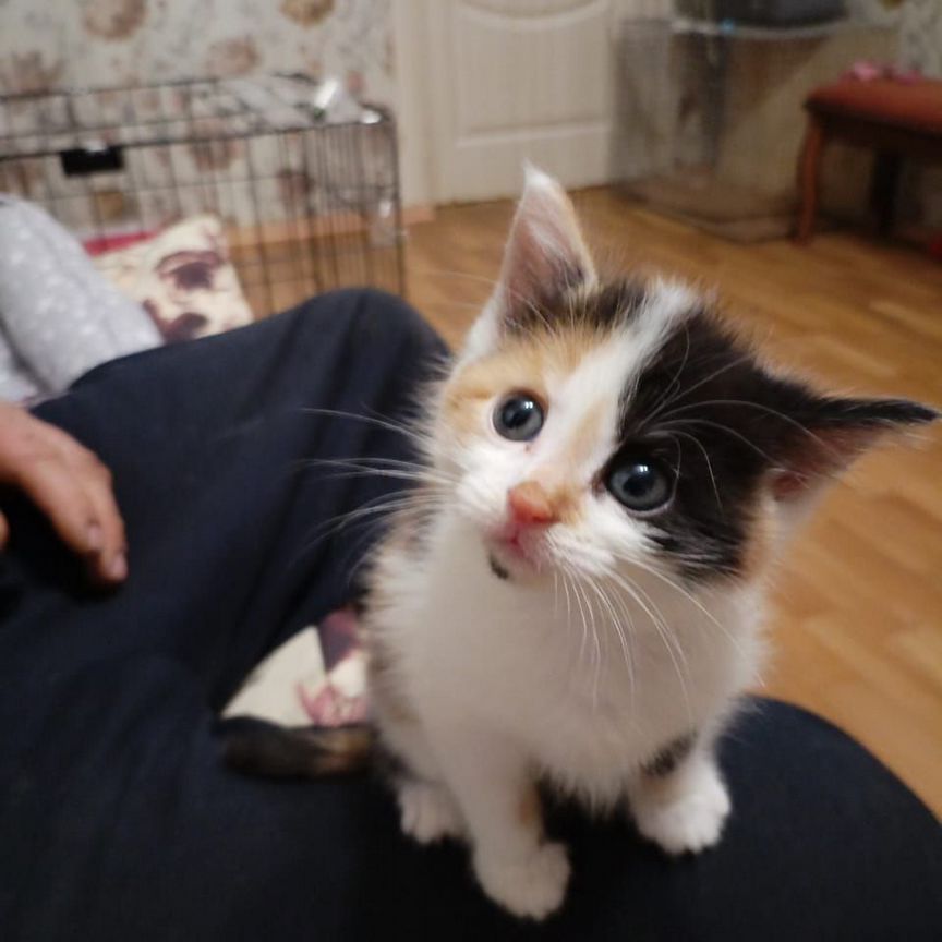 Котята