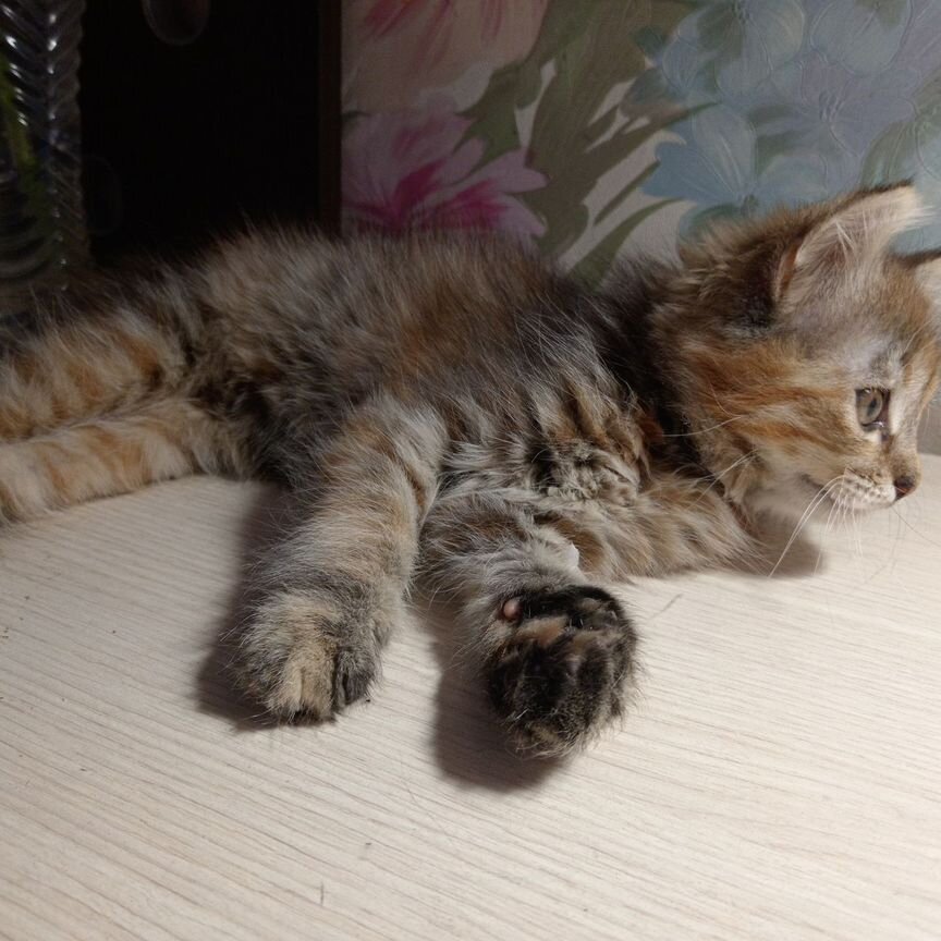 Котенок