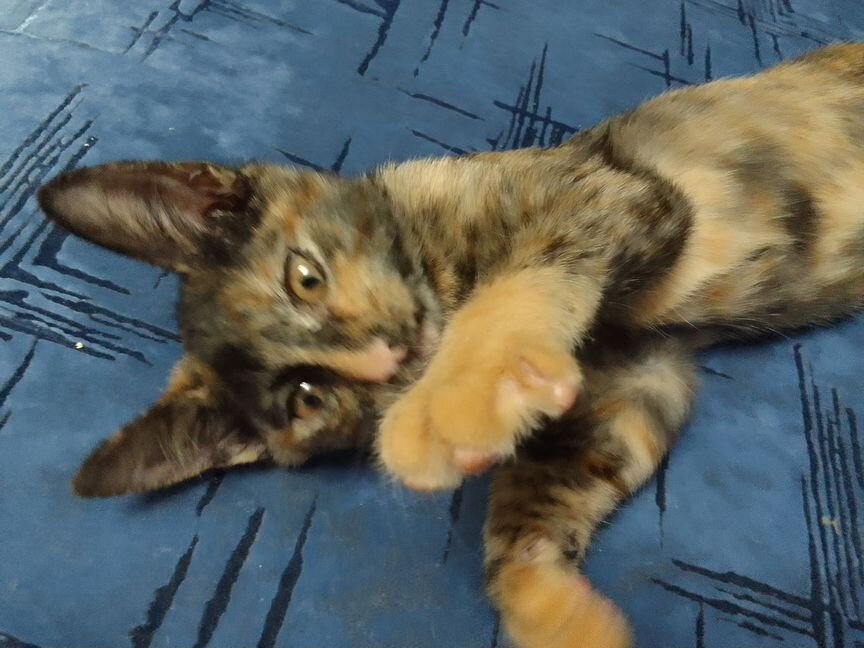 Бесплатно в добрые руки