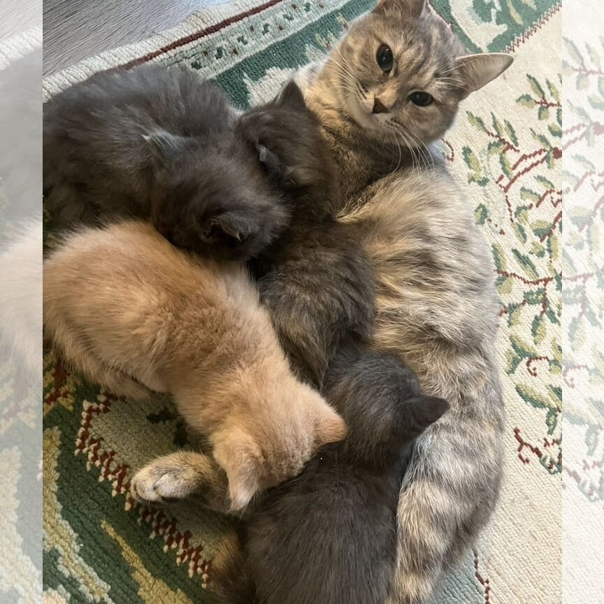 Британские котята шиншилла голубые глаза