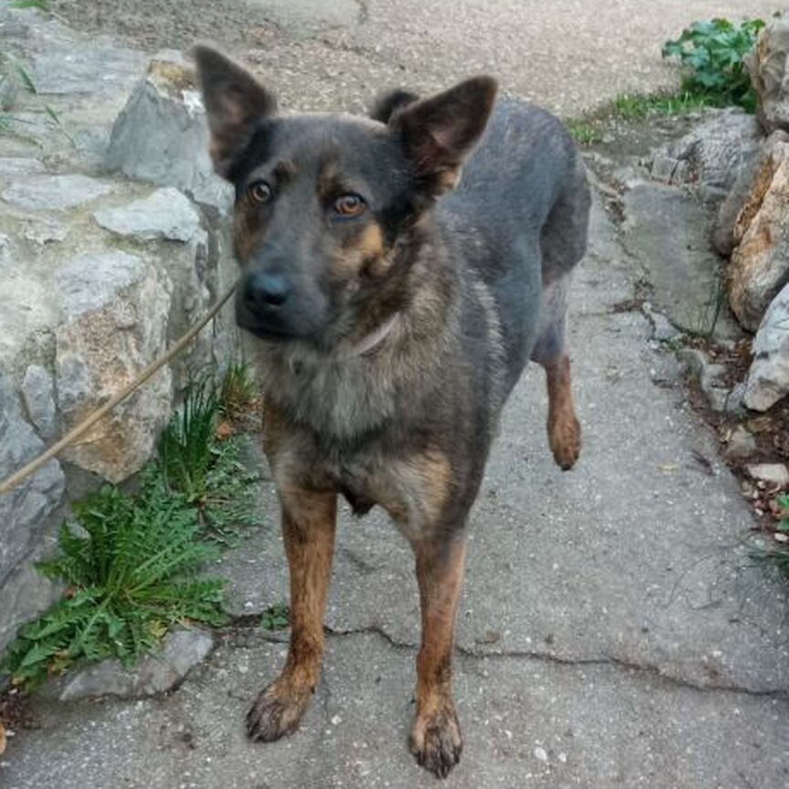 Добрая собачка в семью