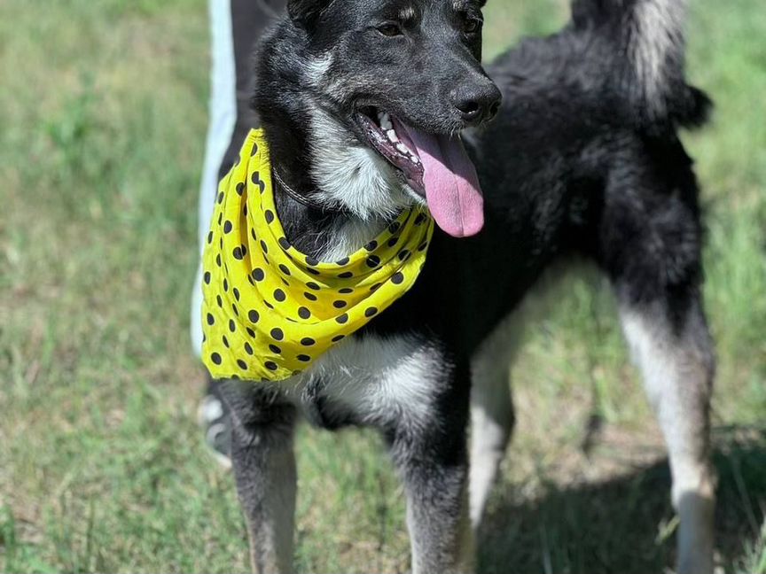 Гектор-красавец из приюта ищет дом