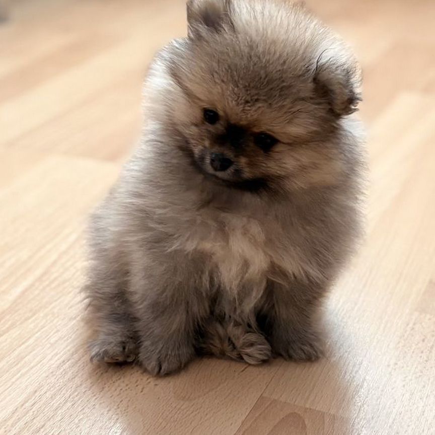 Померанский шпиц, щенок