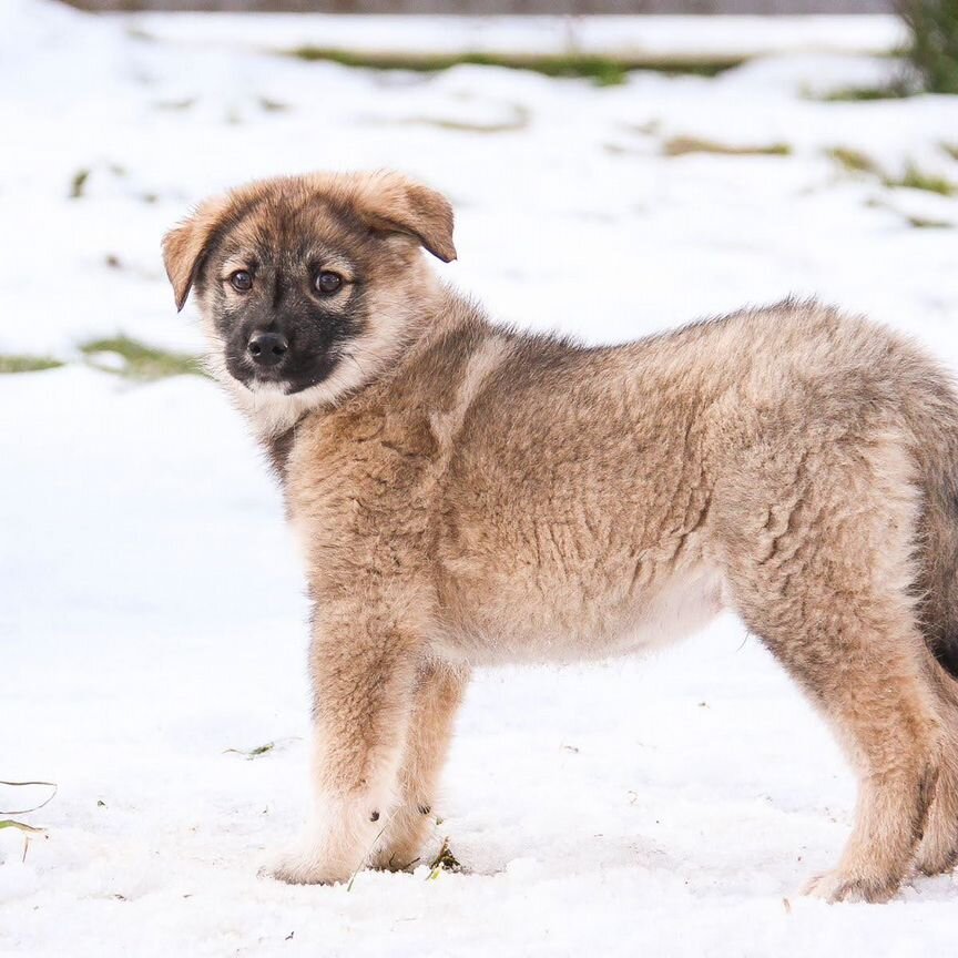Щенок мальчик 2,5 месяца